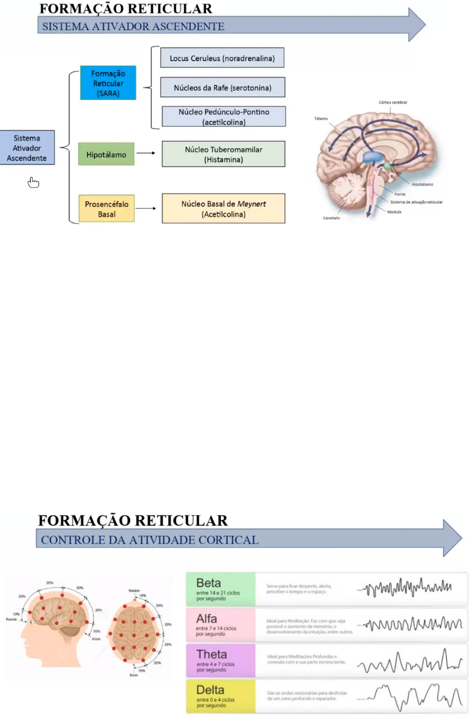 Diagrama De Formacao Reticular Formação Reticular E Anatomy