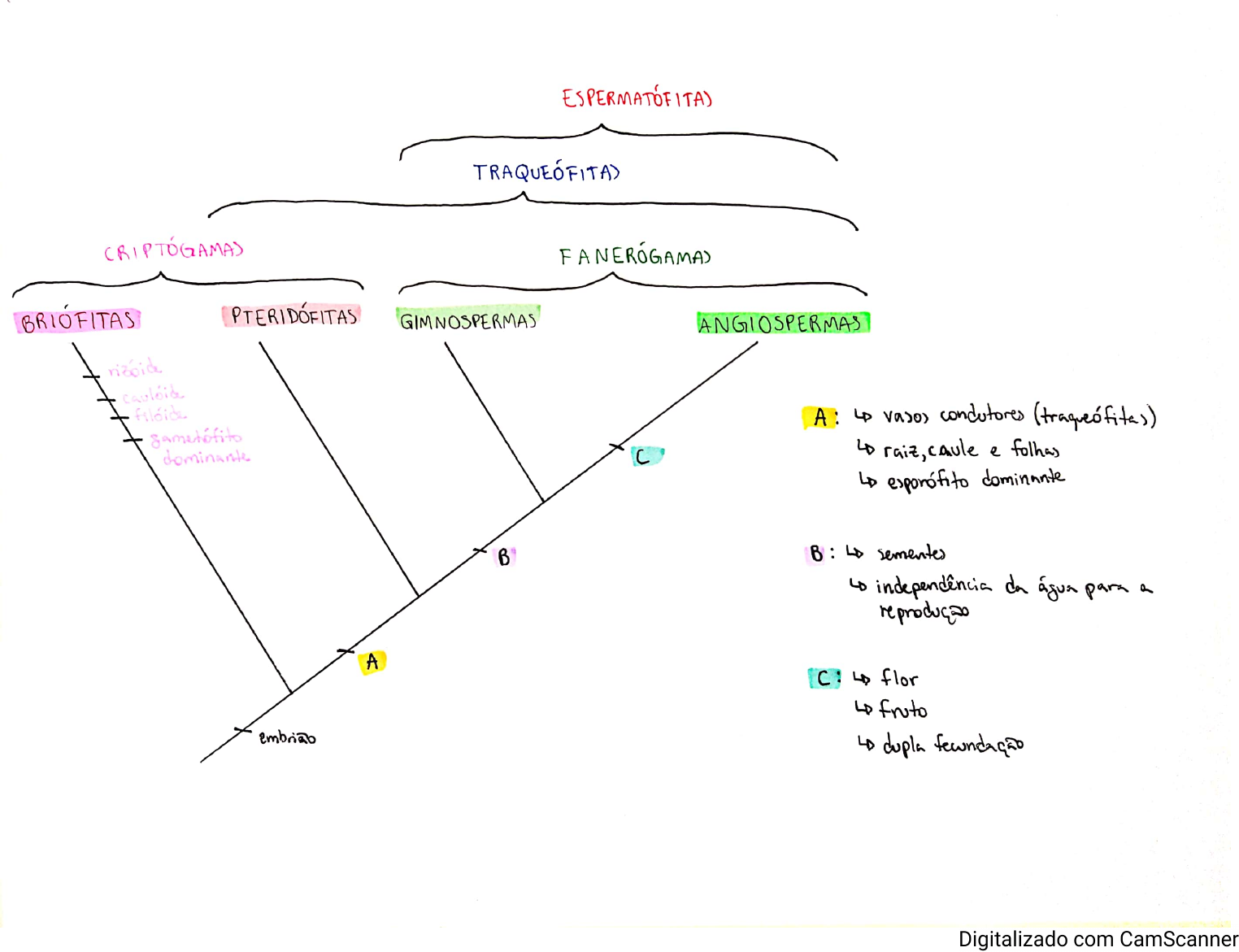 Cladograma Reino Vegetal - Biologia