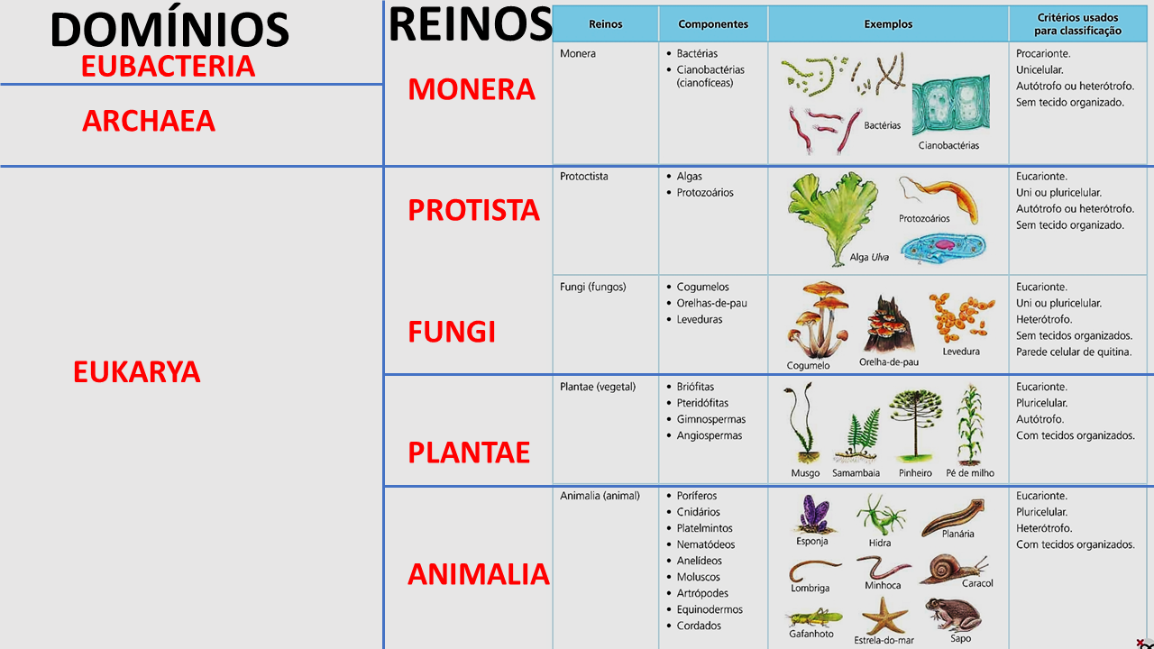 Os Cinco Domínios _ Exercícios sobre os reinos dos seres vivos – PMGLFP
