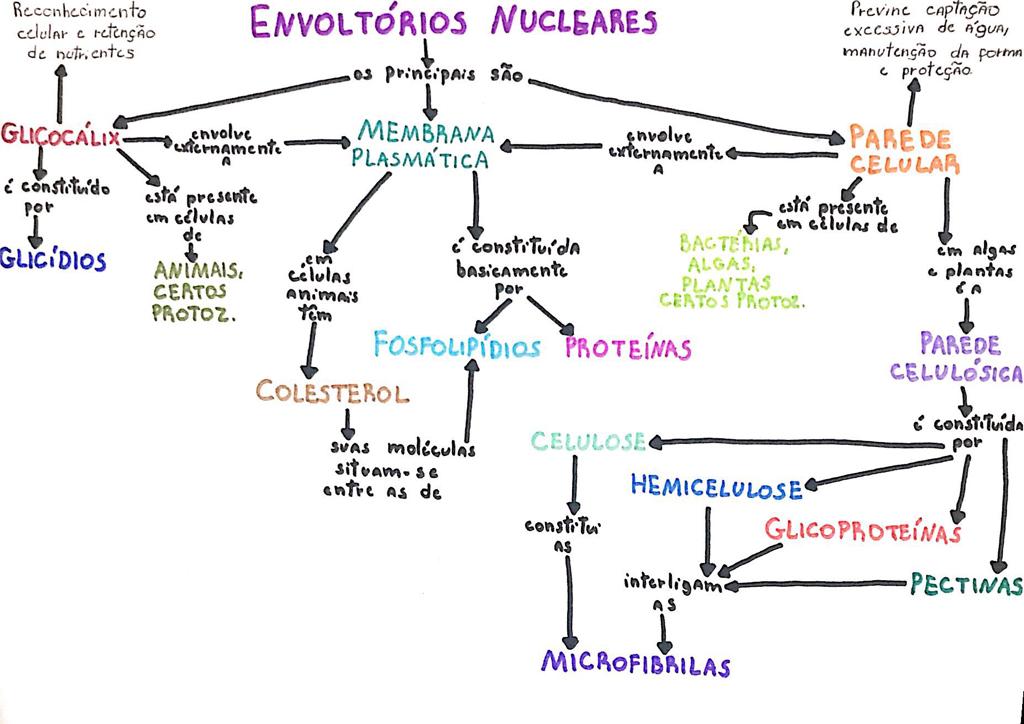 Mapa Mental Envoltórios Nucleares - Biologia