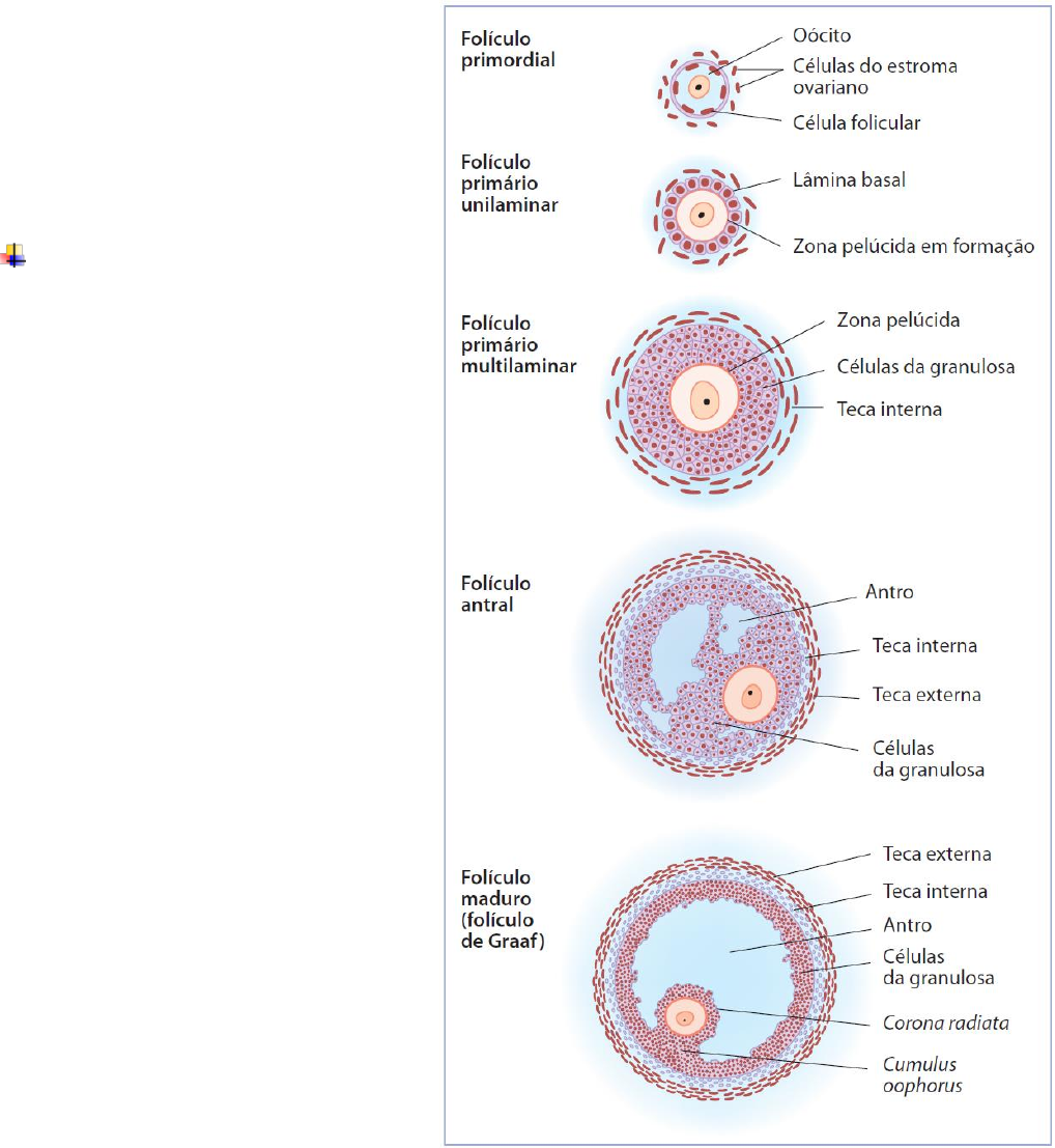 Maturacao Folicular Estimulação Ovariana: Saiba O Que é E Sua
