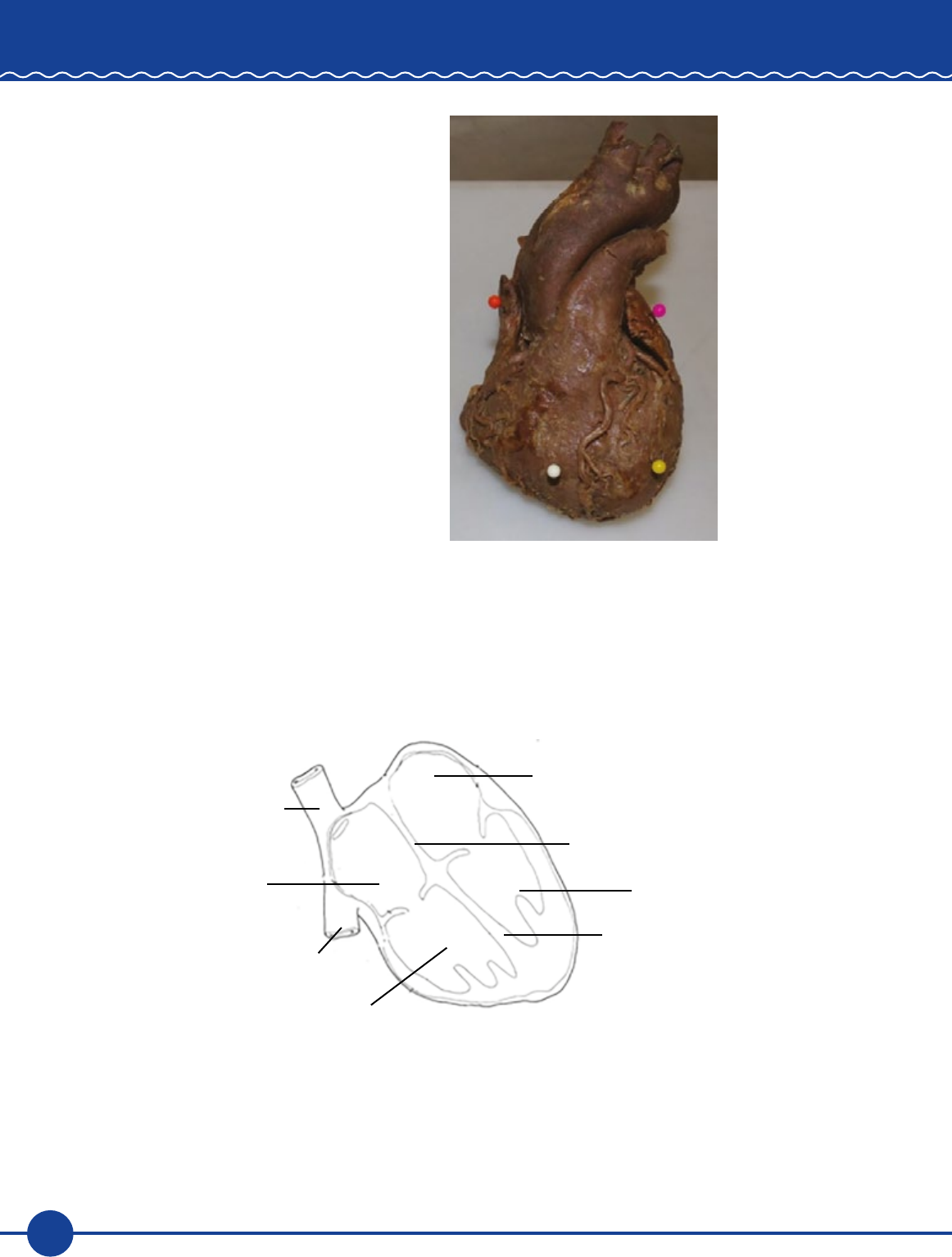 Livro Texto Unidade II - Anatomia Humana I