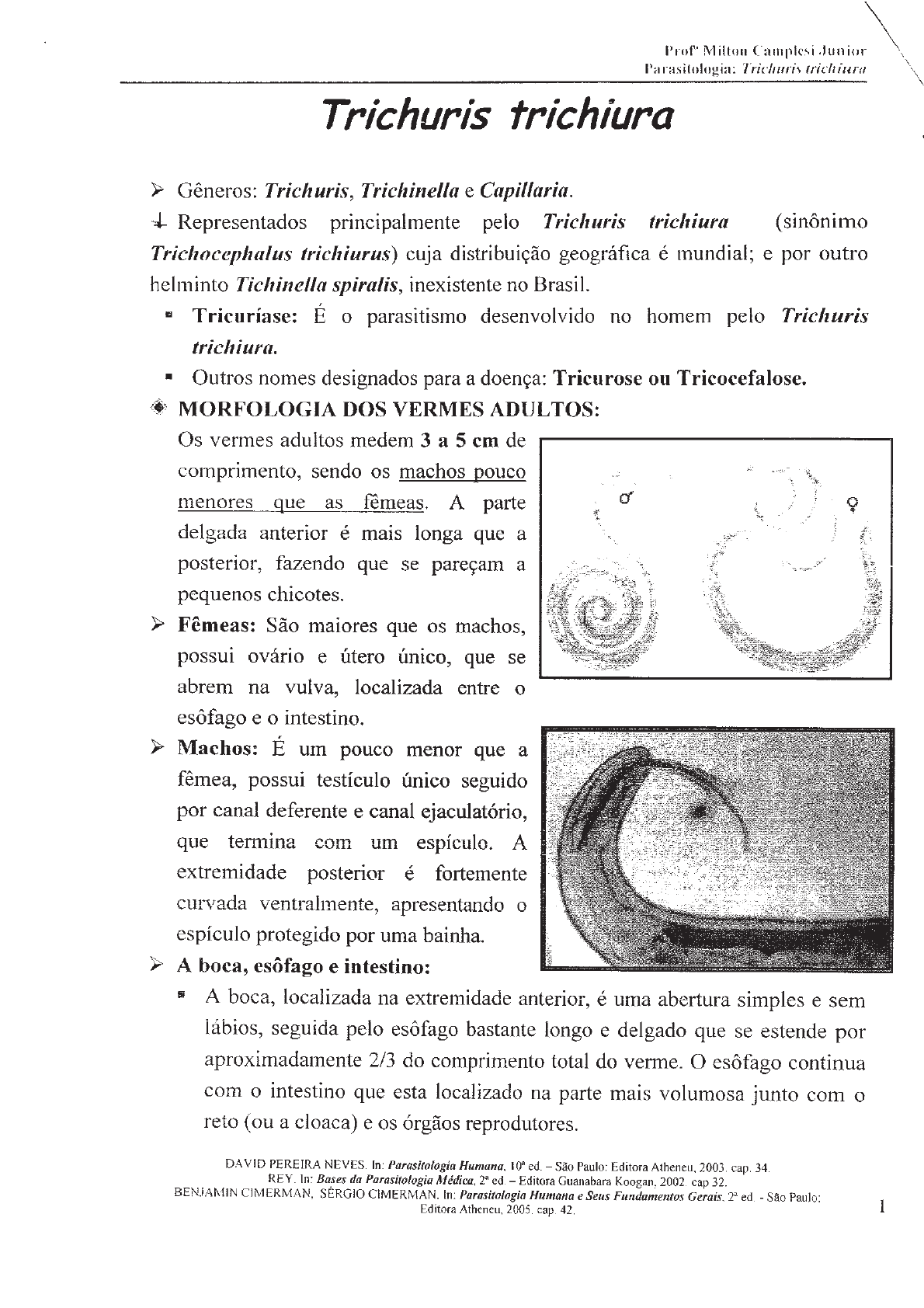 PARASITOLOGIA TRICHURIS TRICHIURA - Parasitologia