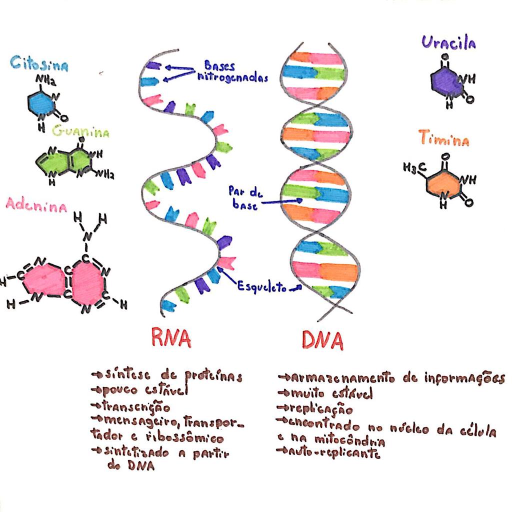 RNA X DNA - Biologia