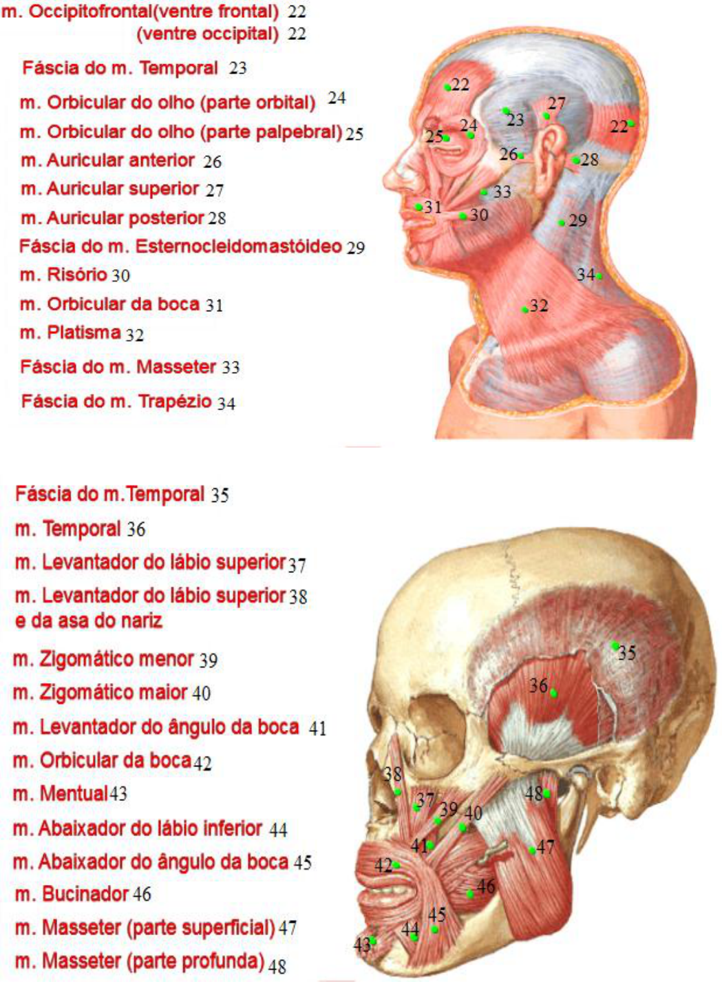 Musculos Da Face E Pescoo