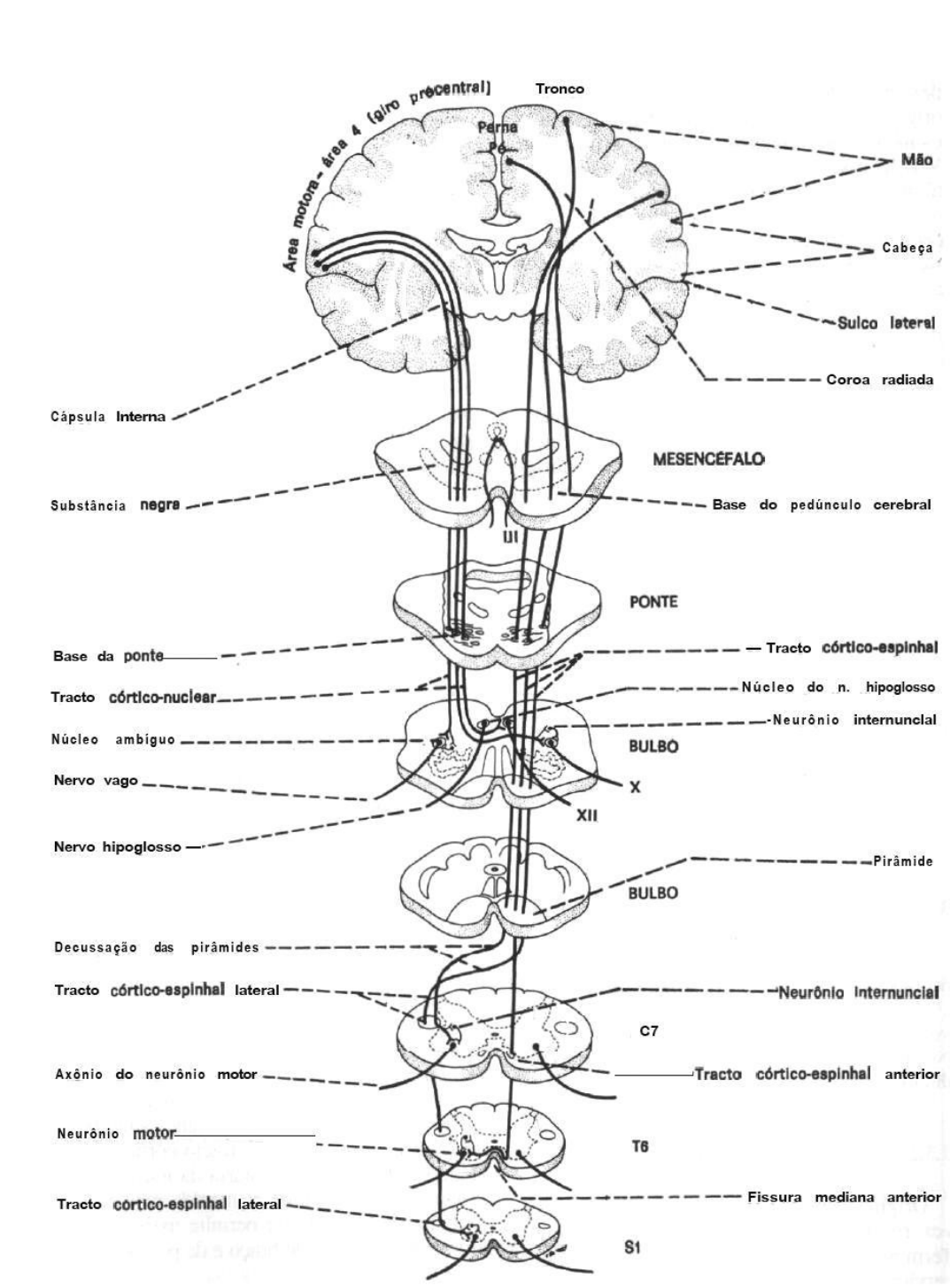 Grandes Vias Eferentes - Neuroanatomia