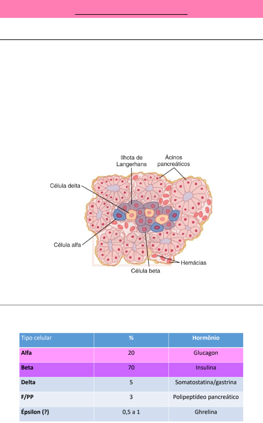 Diagrama Das Ilhotas De Langerhans