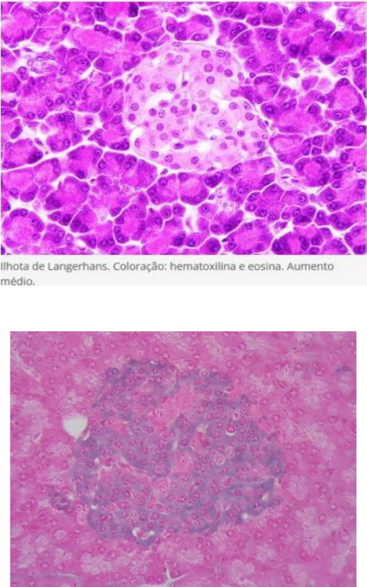 Ilhotas De Langerhans Histologia Pancreas Aula 10 Resumo De