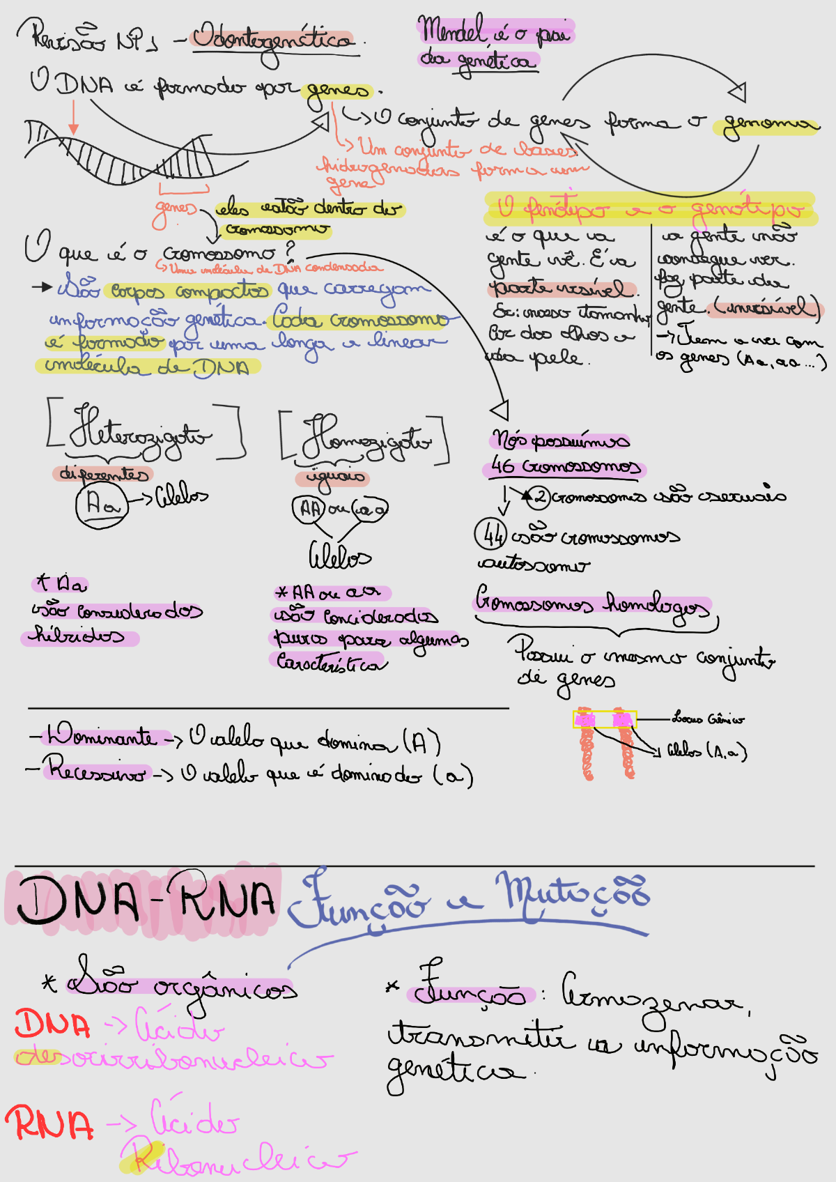 Revisão NP1 - Odontogenética - DNA, RNA, Cromossomo, Alelos - Odontogenética