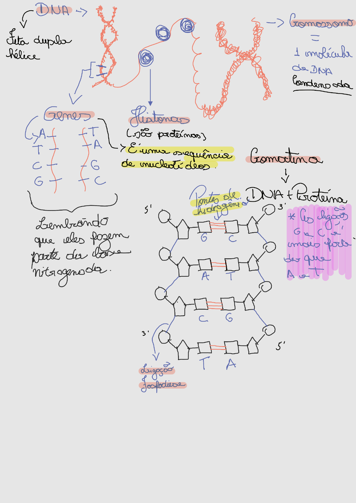 Revisão NP1 - Odontogenética - DNA, RNA, Cromossomo, Alelos - Odontogenética