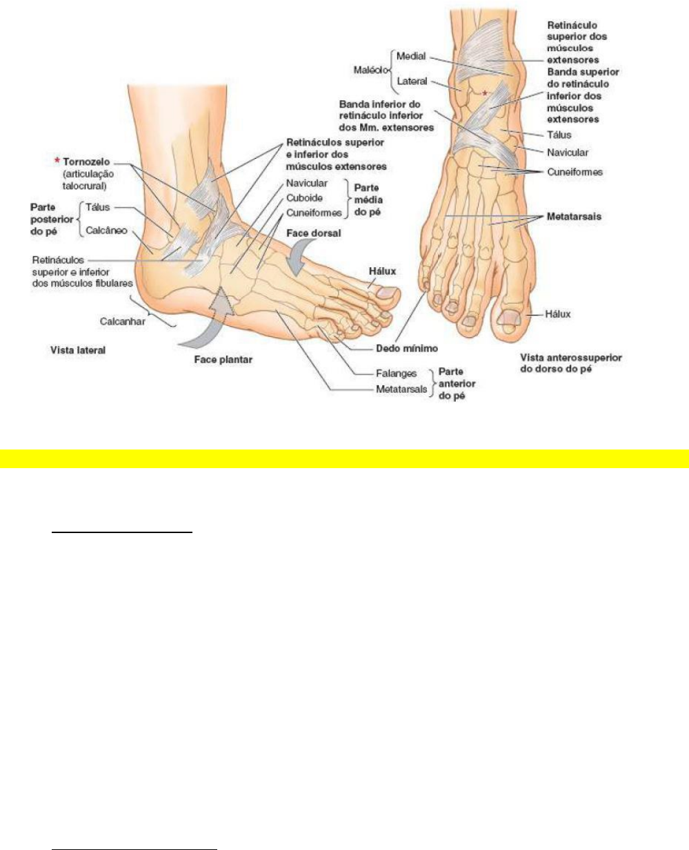 Retinaculo Flexor Do Pe Músculos Do Membro Inferior Anatomia Online