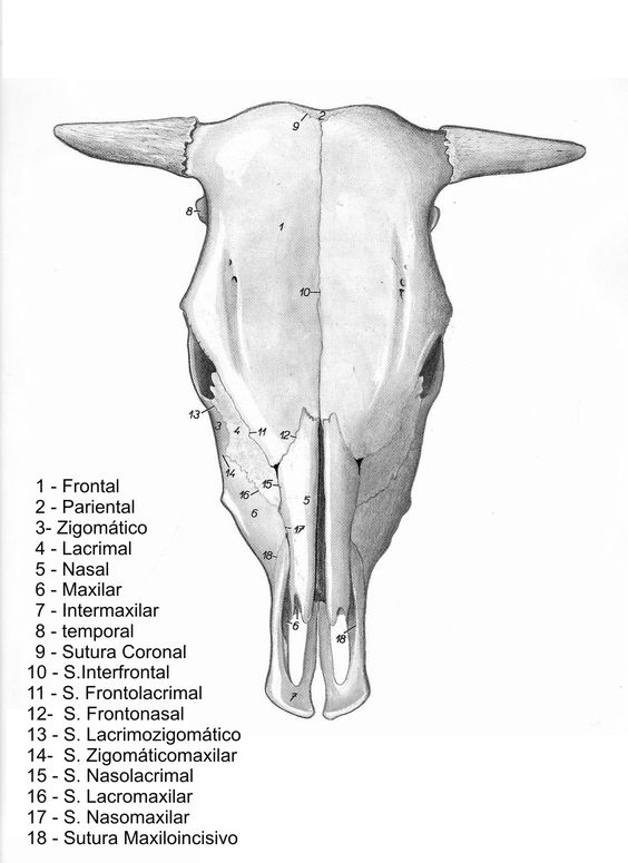 cranio do boi vista dorsal - Anatomia I