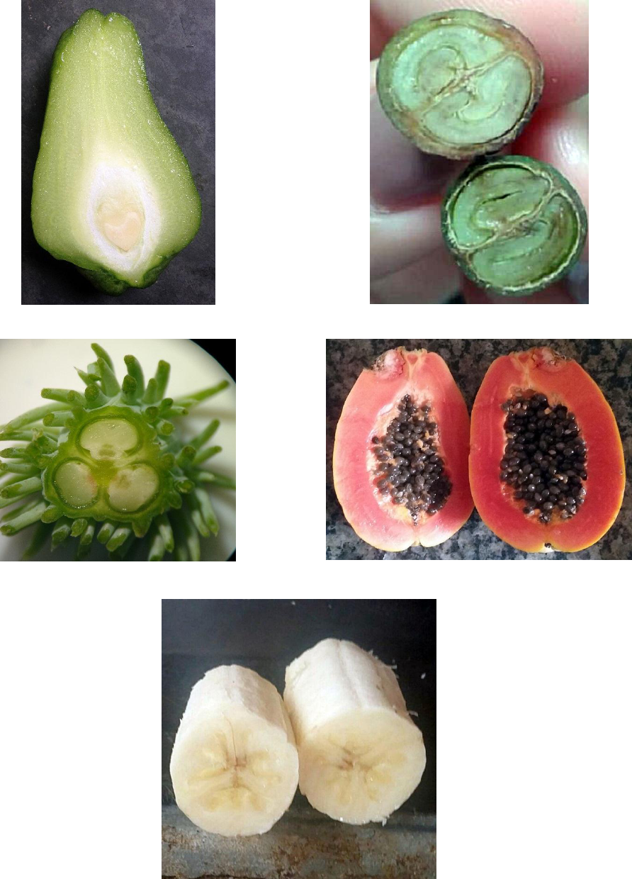Morfologia de fruto e semente - Morfologia