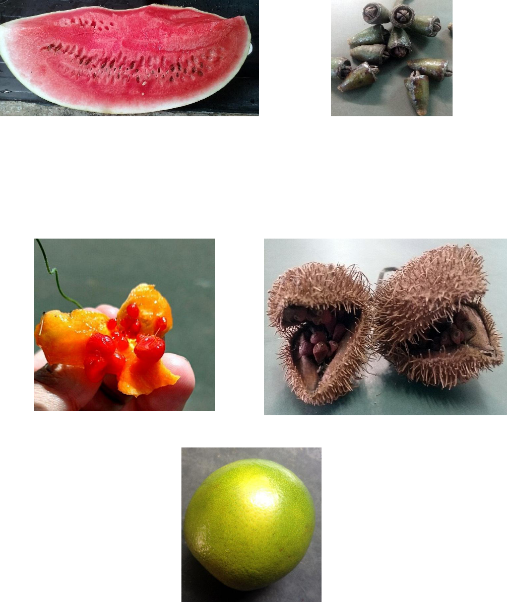 Morfologia de fruto e semente - Morfologia