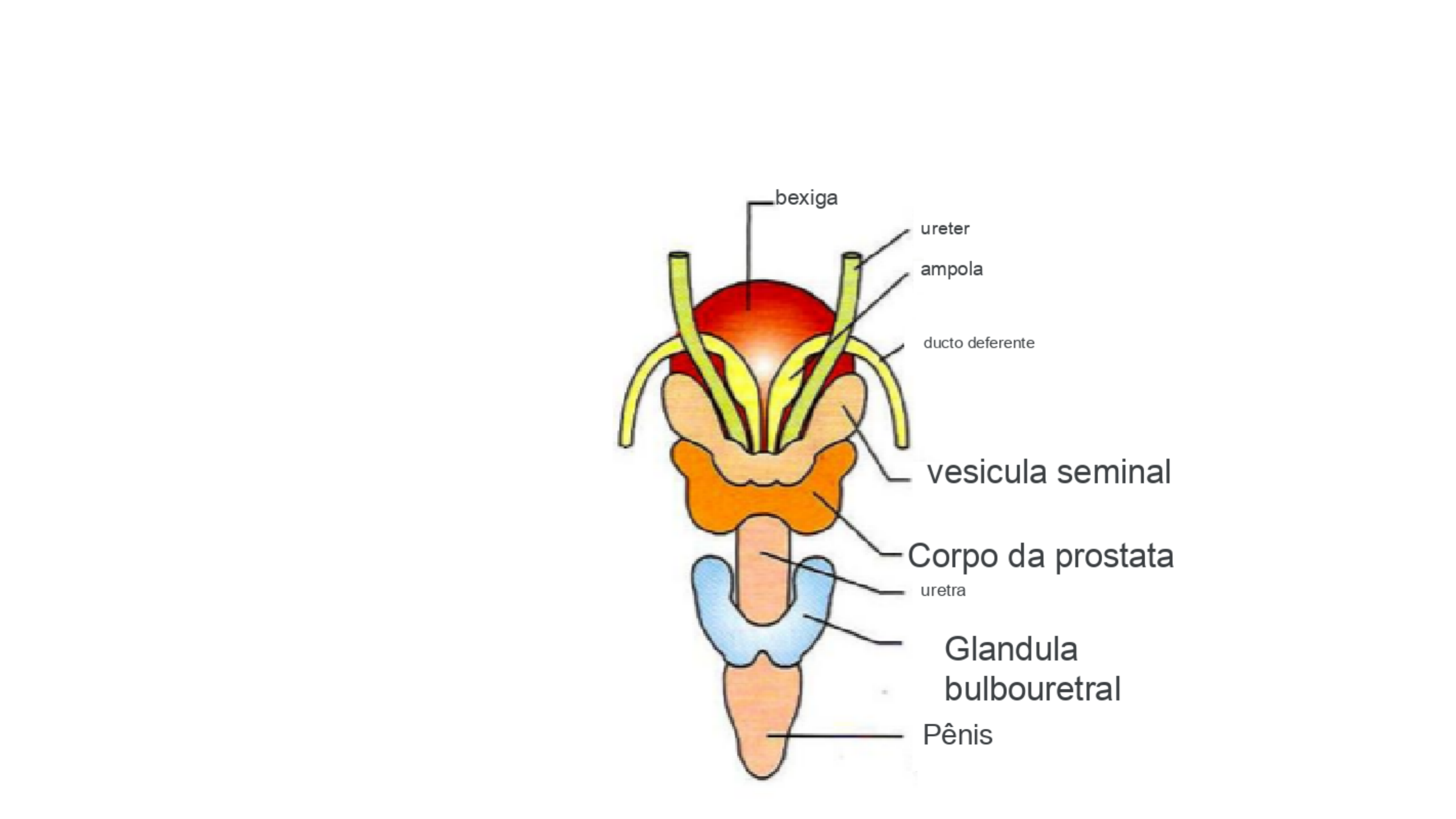 ANATOMIA E HISTOLOGIA DO SISTEMA UROGENITAL MASCULINO - Anatomia Sistêmica