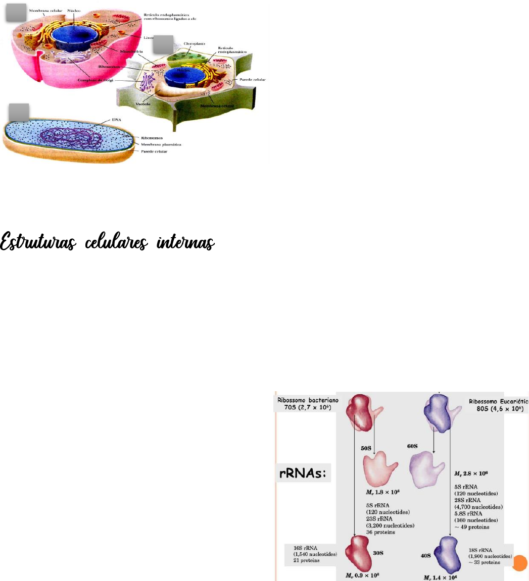 ribossomo 70s - bayabay-design.fr