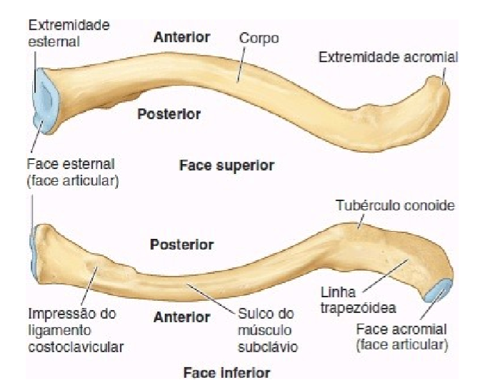 clavícula - Anatomia I