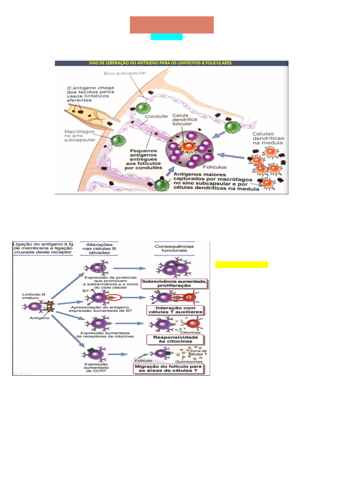 Diagrama De Resposta Humoral