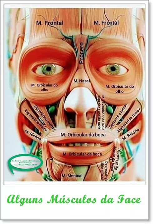 Exerccios Msculos Da Face Anatomia Modisedu