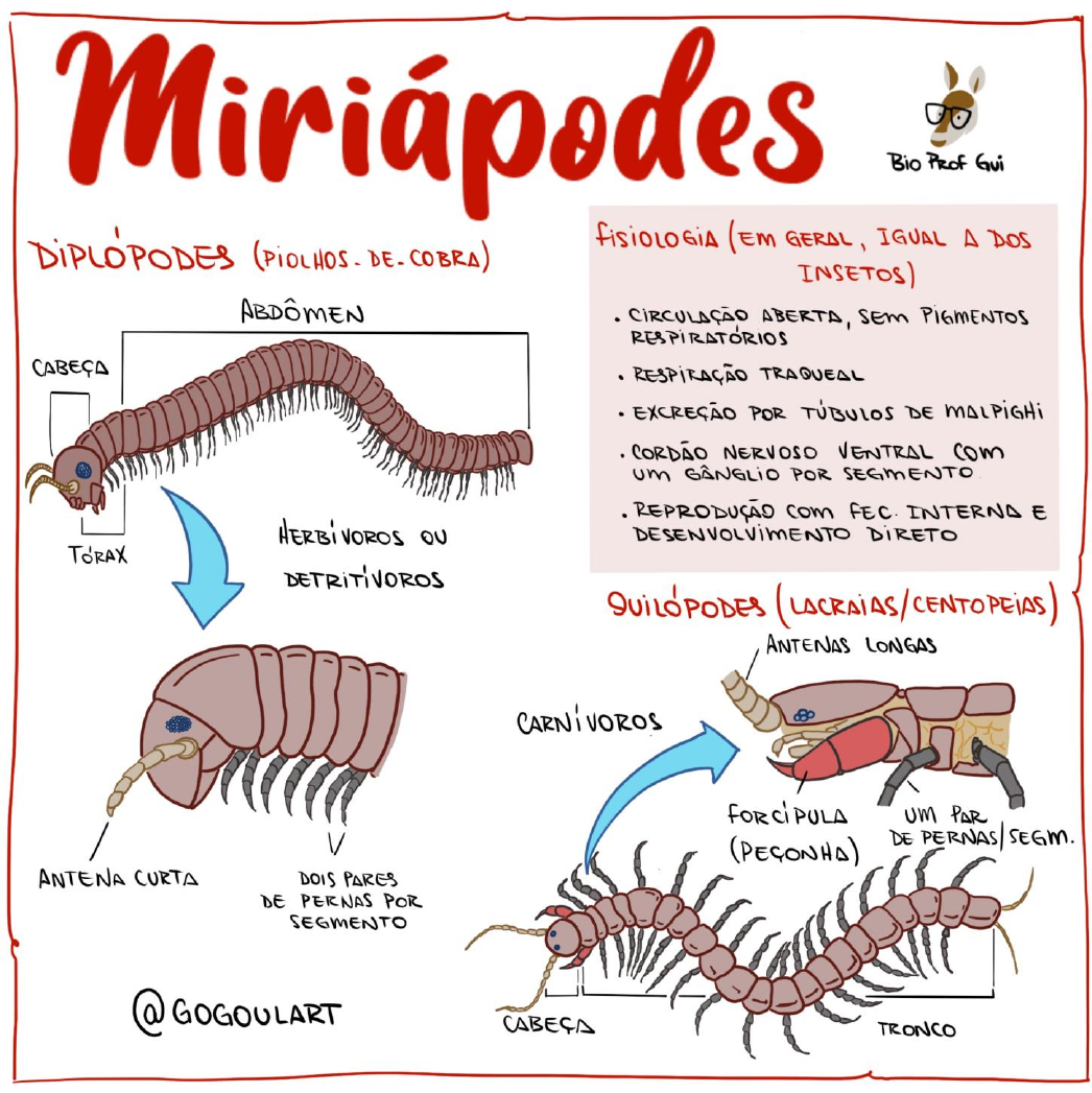 Artropodes Miriapodes
