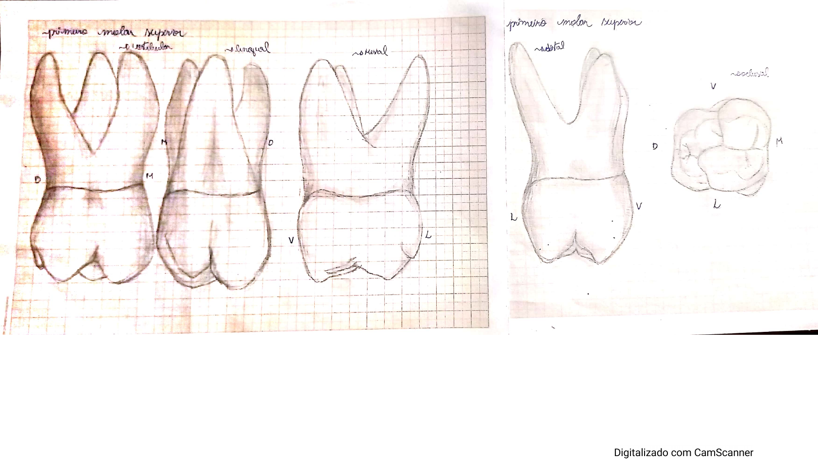ANATOMIA DENTÁRIA - Anatomia e Escultura Dental