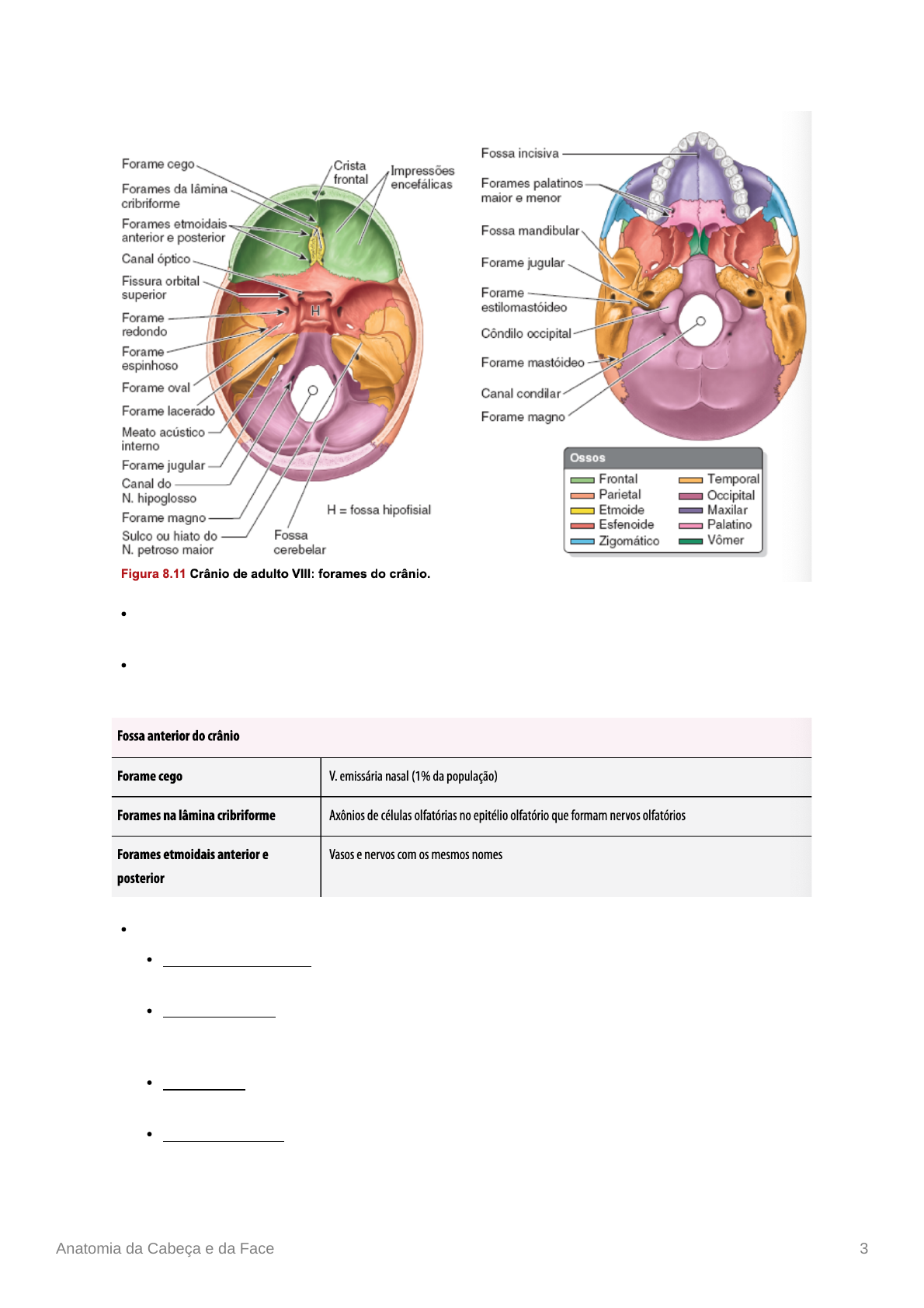 Base Do Cranio Forame Oval Crânio Humano: Forames, Fissuras E