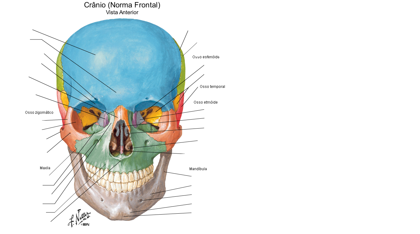 Vista Frontal Do Cranio Humano Real