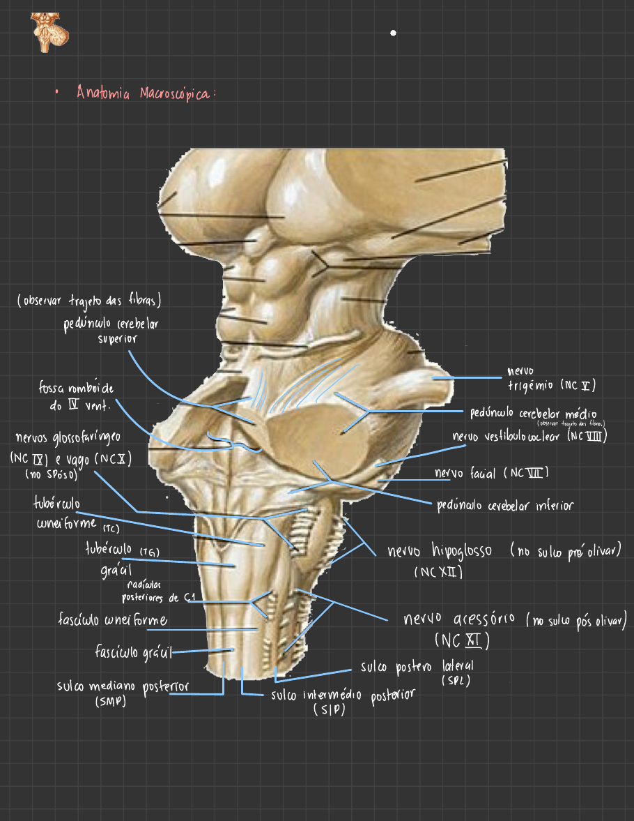 ANATOMIA MACROSCOPICA