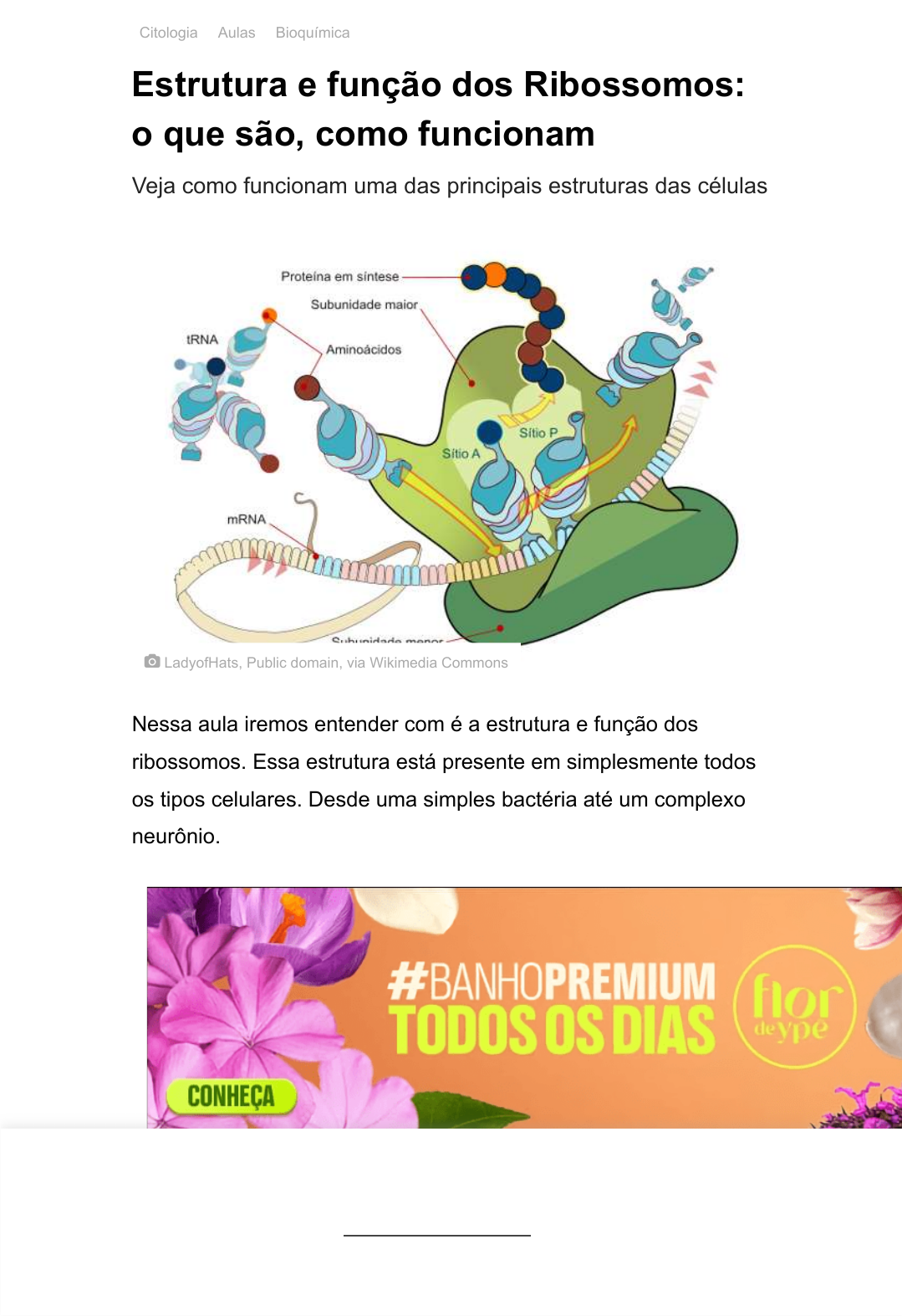 Estrutura E Funcao Do Nucleolo Ribossomos: Estrutura E Função