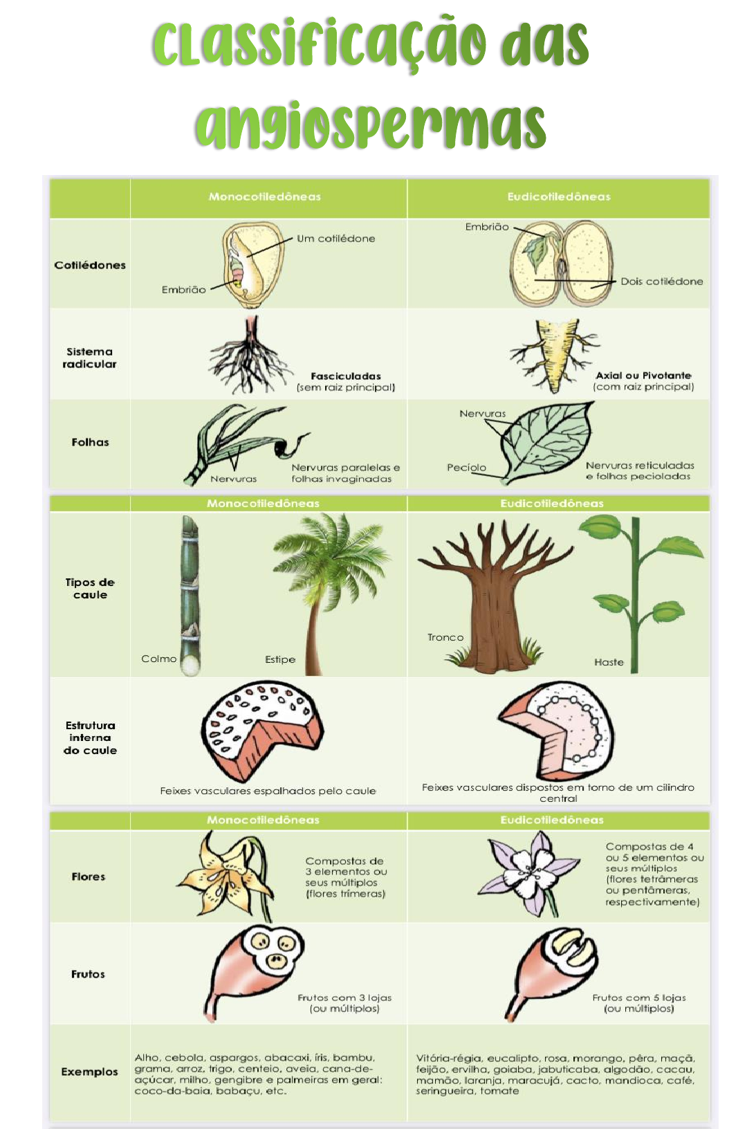 Classificação das angiospermas - Biologia Vegetal