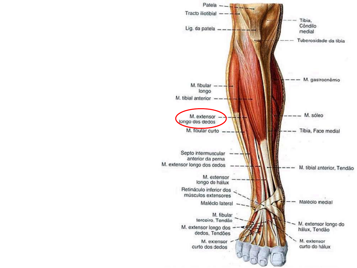 Tendão Flexor Longo Dos Dedos