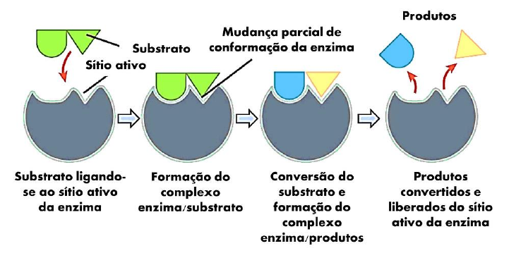 Exemplo De Complexo De Substrato Enzimatico