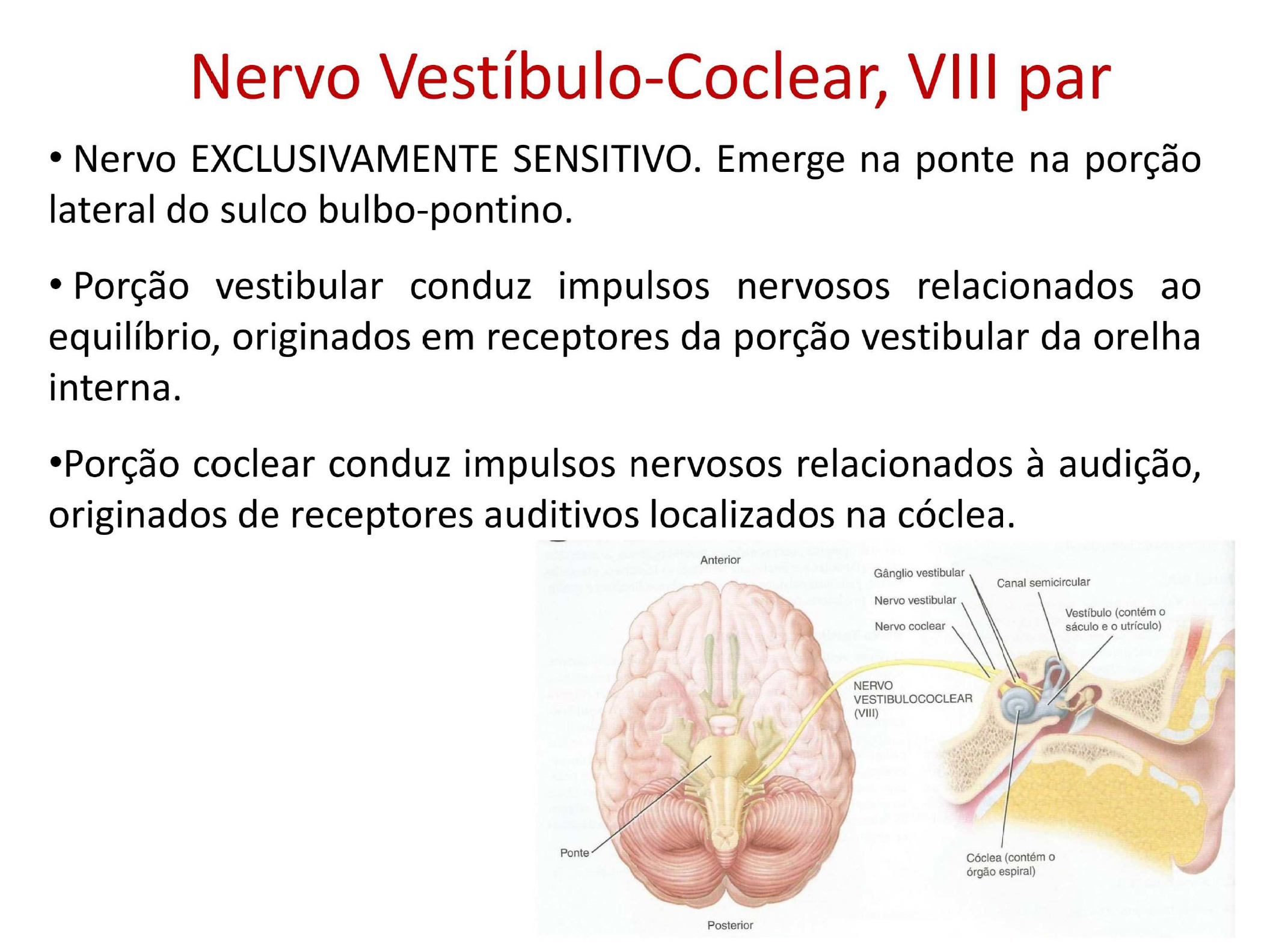 Bulbo Do Vestíbulo Feminino - REVOEDUCA