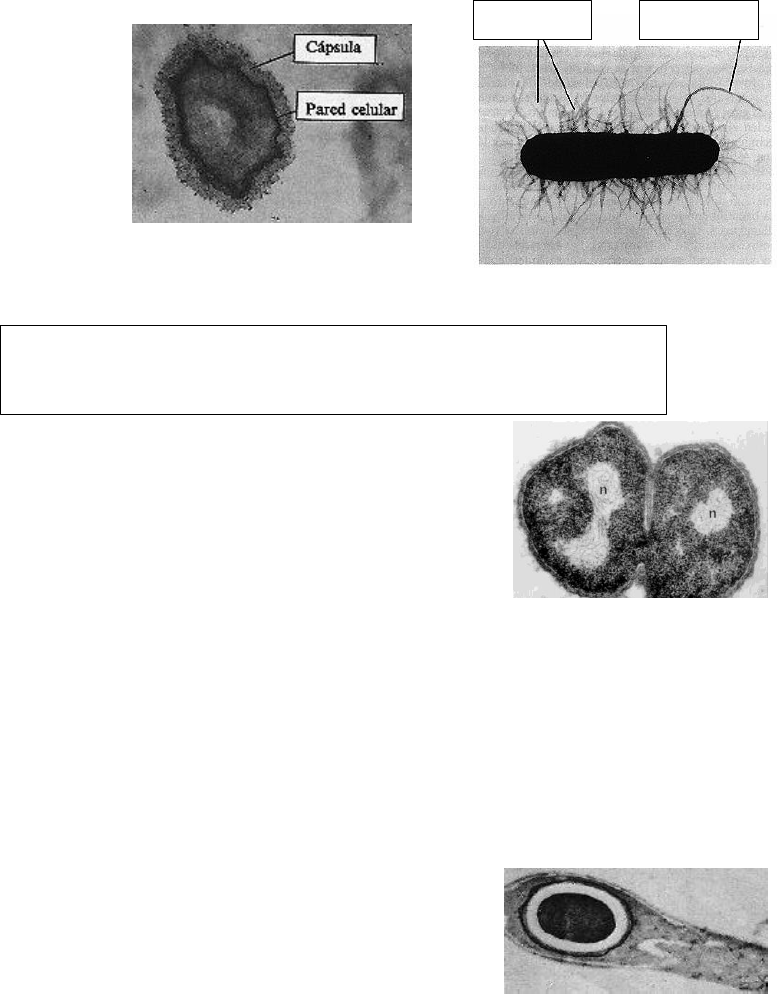 aula 1 Morfologia e estrutura celular micro - Microbiologia