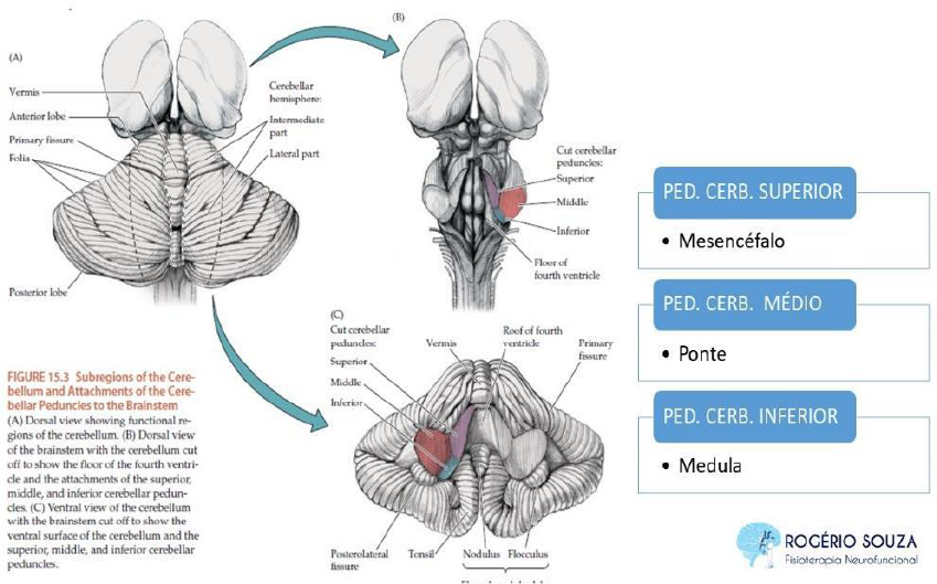 Aula 13 - Estrutura e funções do Cerebelo - Neuroanatomia