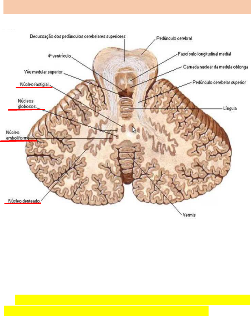 Aula 13 - Estrutura e funções do Cerebelo - Neuroanatomia