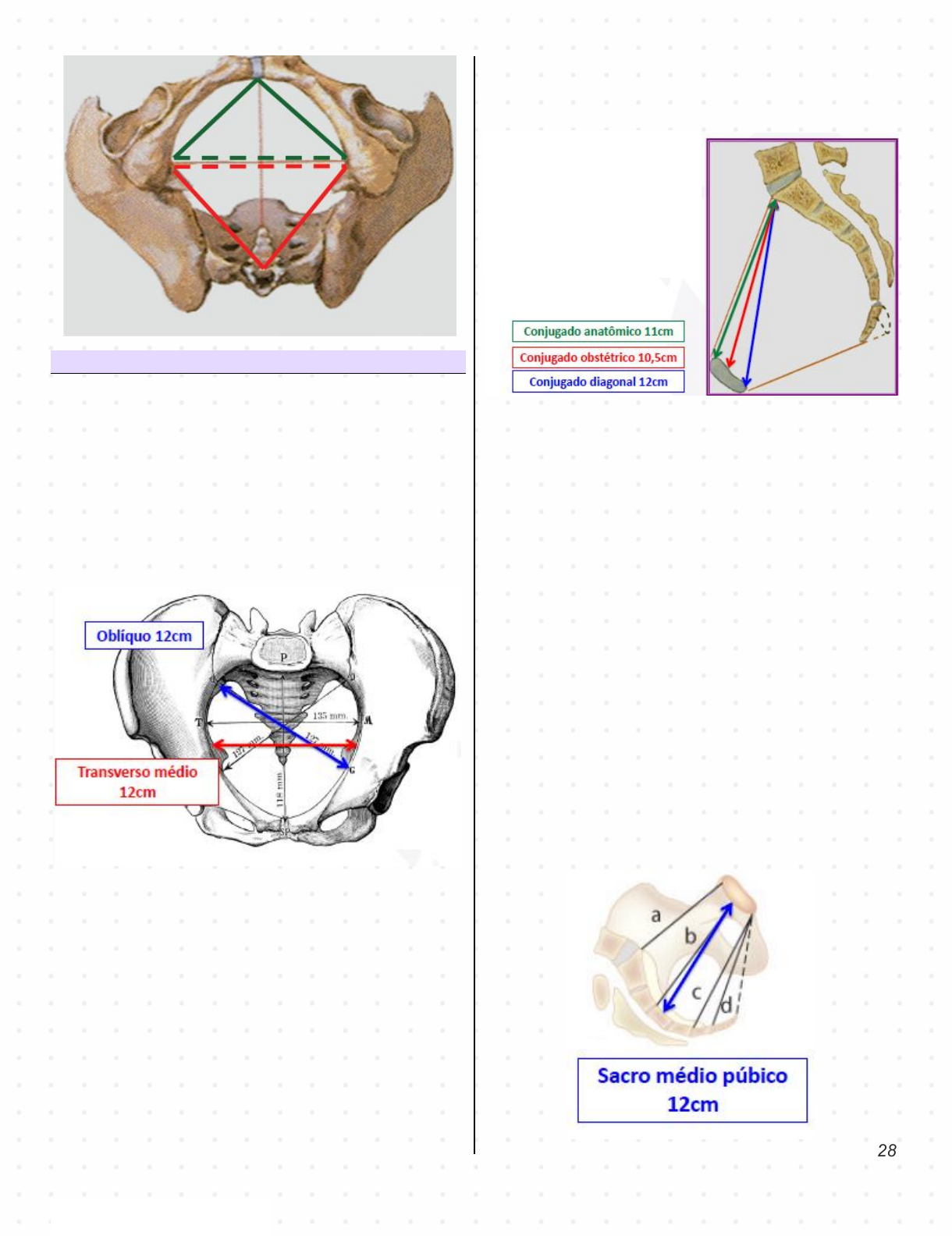 Conjugado Obstétrico