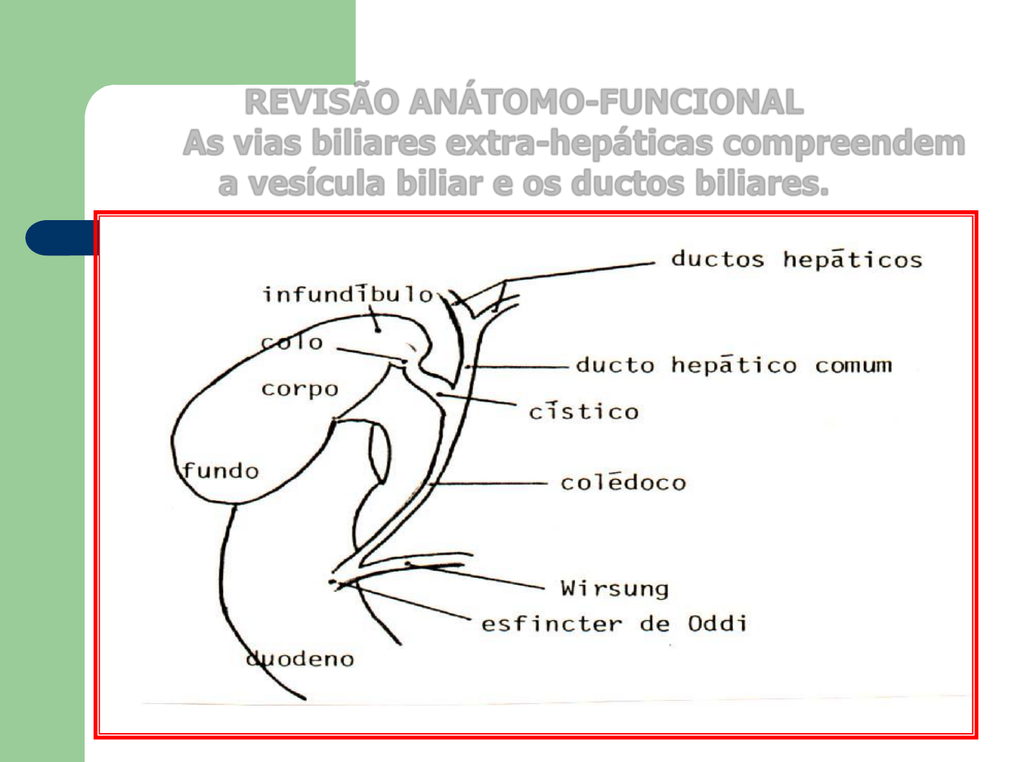 Aula 3 Vesícula BiliarO - Dieto2