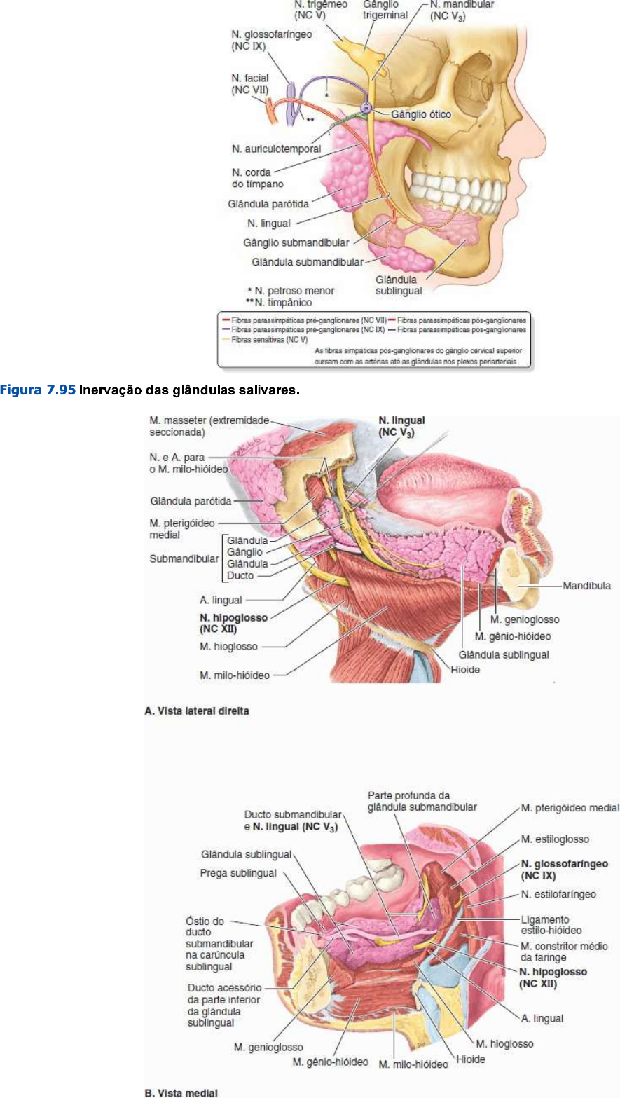 Glândula Submandibular Inchada O Que Pode Ser - RETOEDU