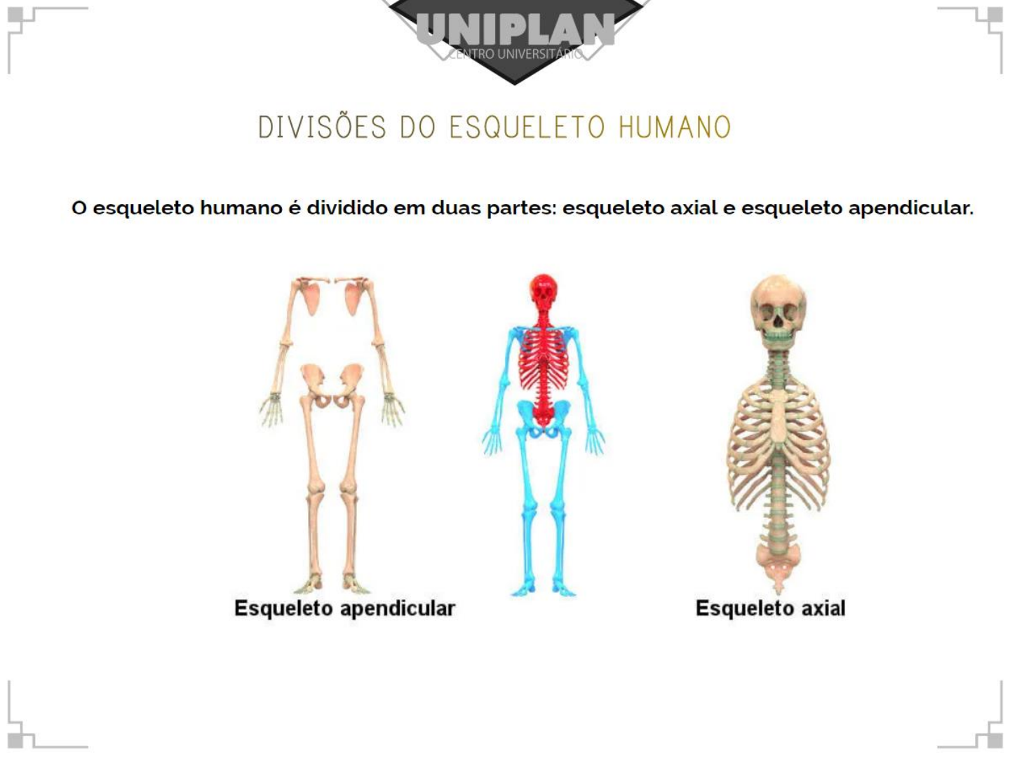 3 Atlas dos Ossos - Anatomia Humana I