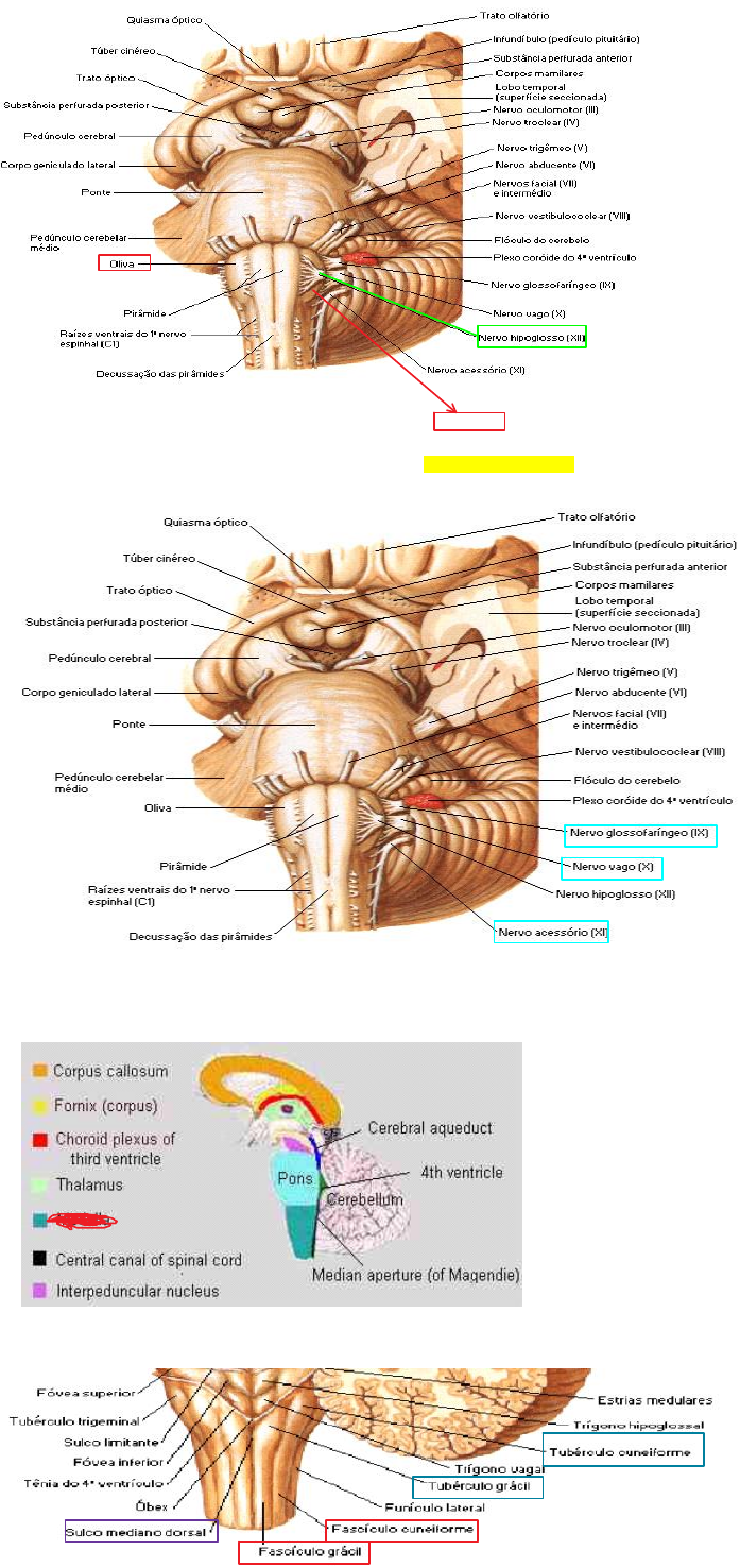 BULBO-ESTRUTURA E FUNÇÃO(NEUROANATOMIA) - Neuroanatomia