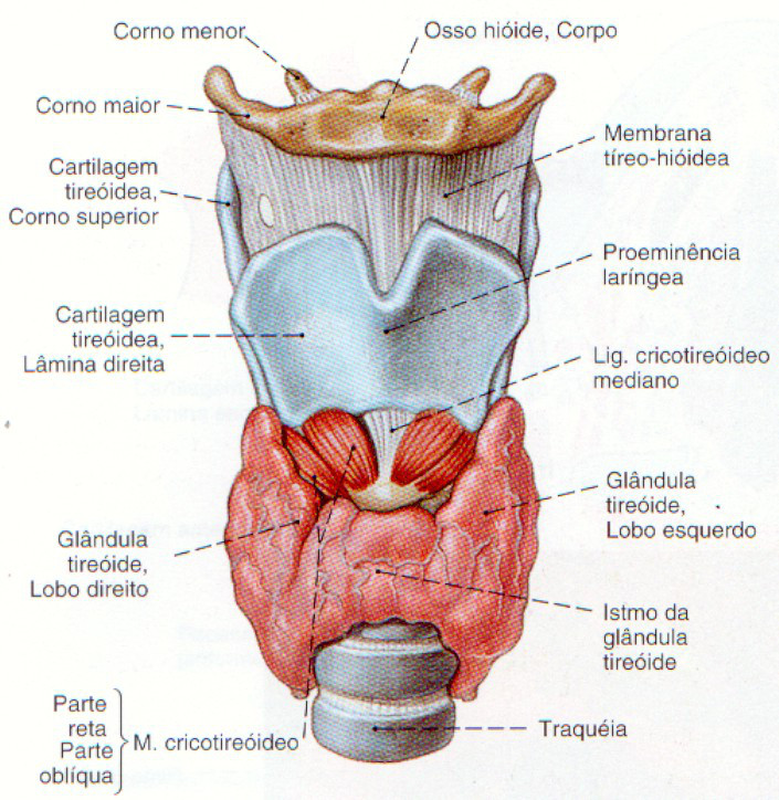 osso hioide - Anatomia e Fisiologia I
