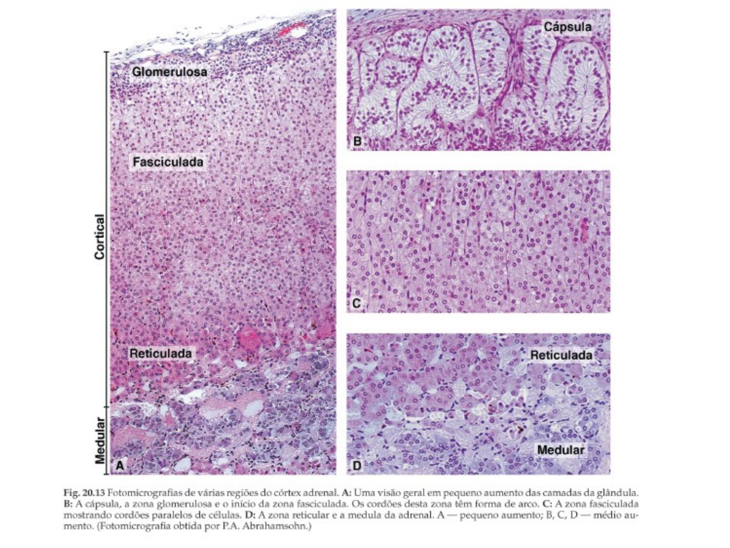 Histologia Da Zona Fasciculada Histología Del Sistema Endocrino