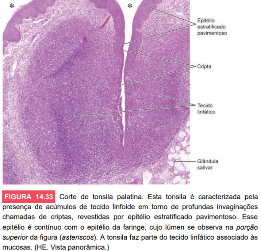 Histologia Das Tonsilas Linguais