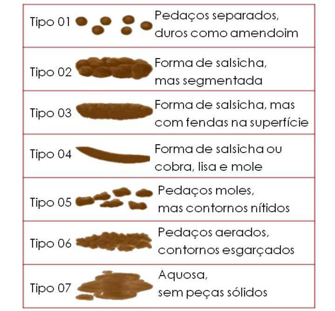 Escala de Bristol: saiba identificar se o seu intestino está ...