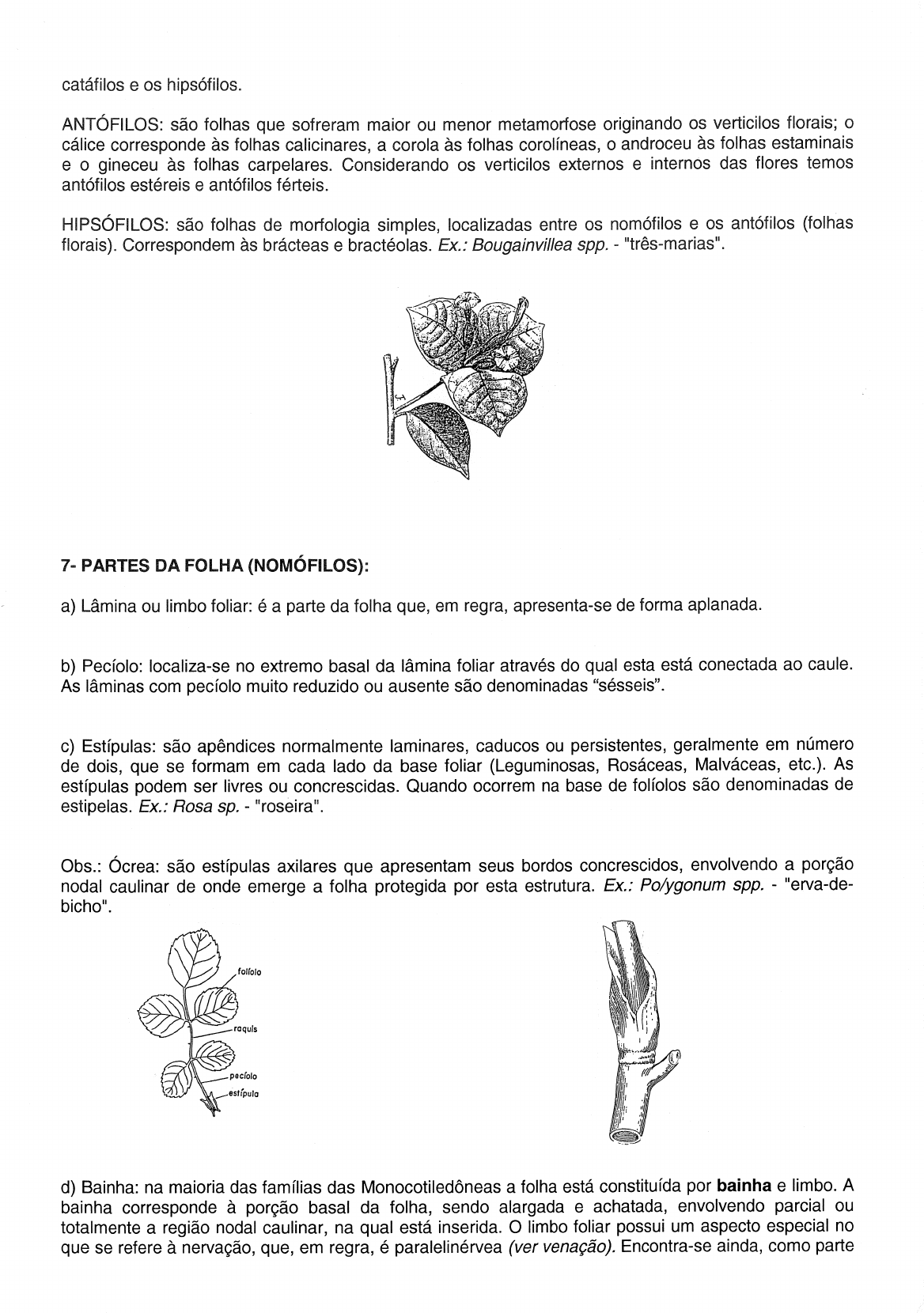 Morfologia foliar: classificação, partes da folha (nomófilos), nervação ...