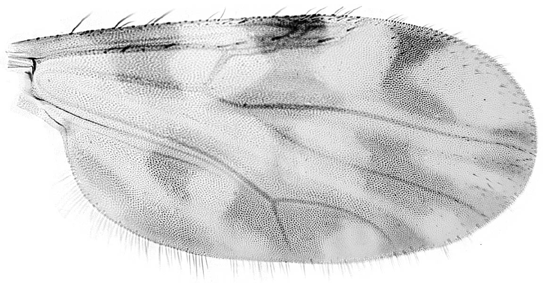 Bellis 2014 Indian Culicoides Avaritia Key - Entomologia