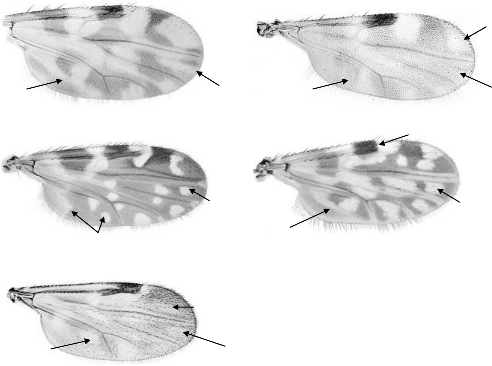 Bellis 2014 Indian Culicoides Avaritia Key - Entomologia