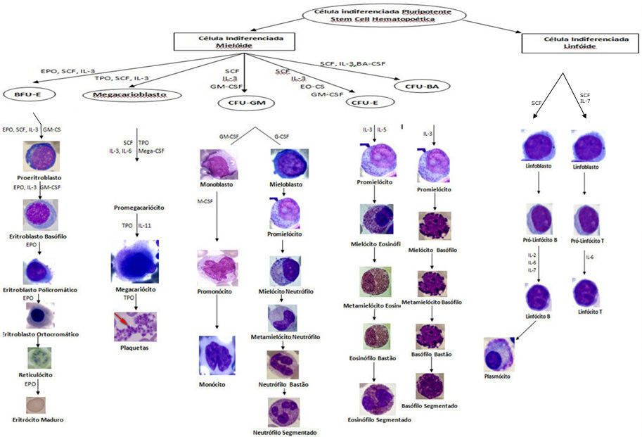 1 Hematopoese comp - Hematologia