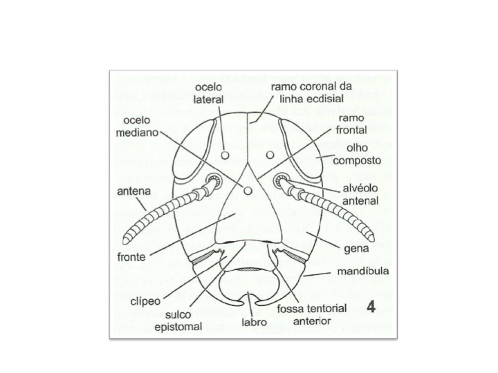 Diagrama De Cabeca De Inseto